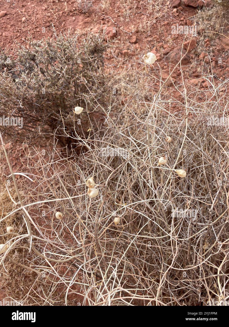 Paperbag Bush (Scutellaria mexicana Stock Photo - Alamy