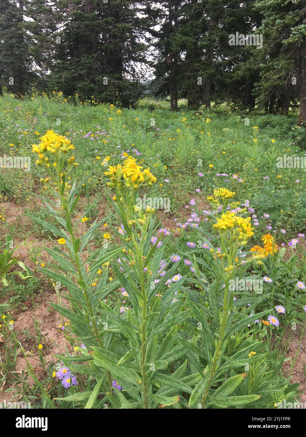 Tall Ragwort (Senecio serra Stock Photo - Alamy