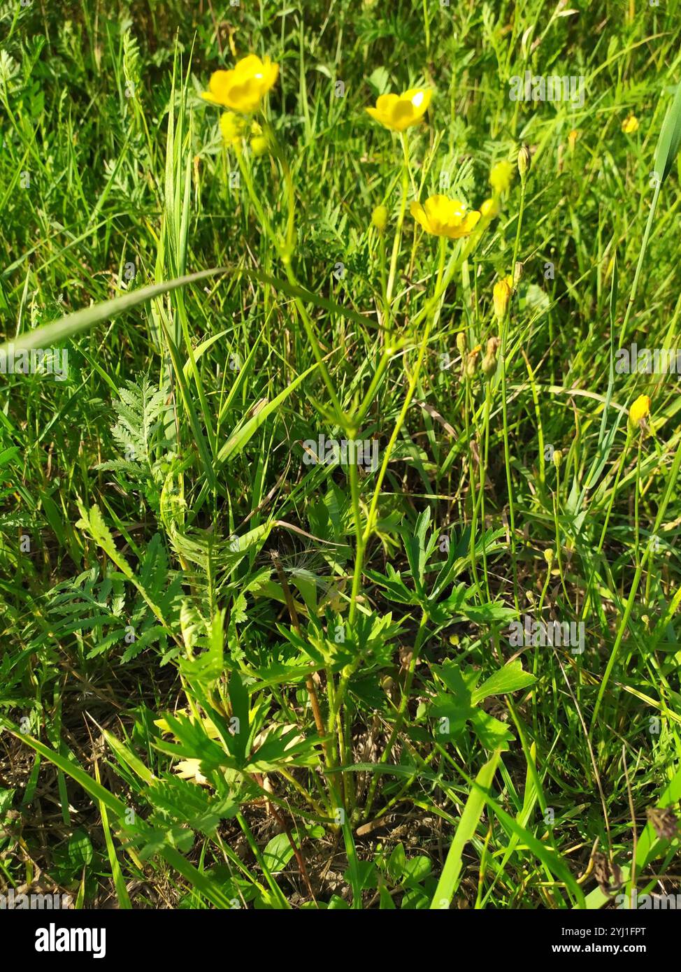 Multi-flowered Buttercup (Ranunculus polyanthemos Stock Photo - Alamy