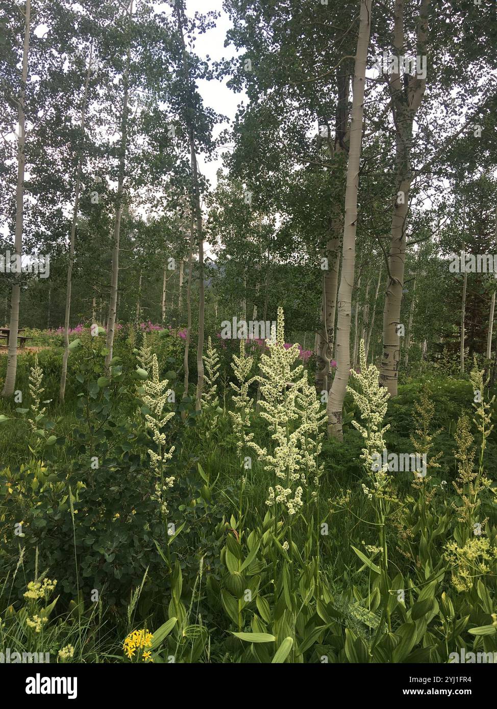 Corn Lily (Veratrum californicum Stock Photo - Alamy