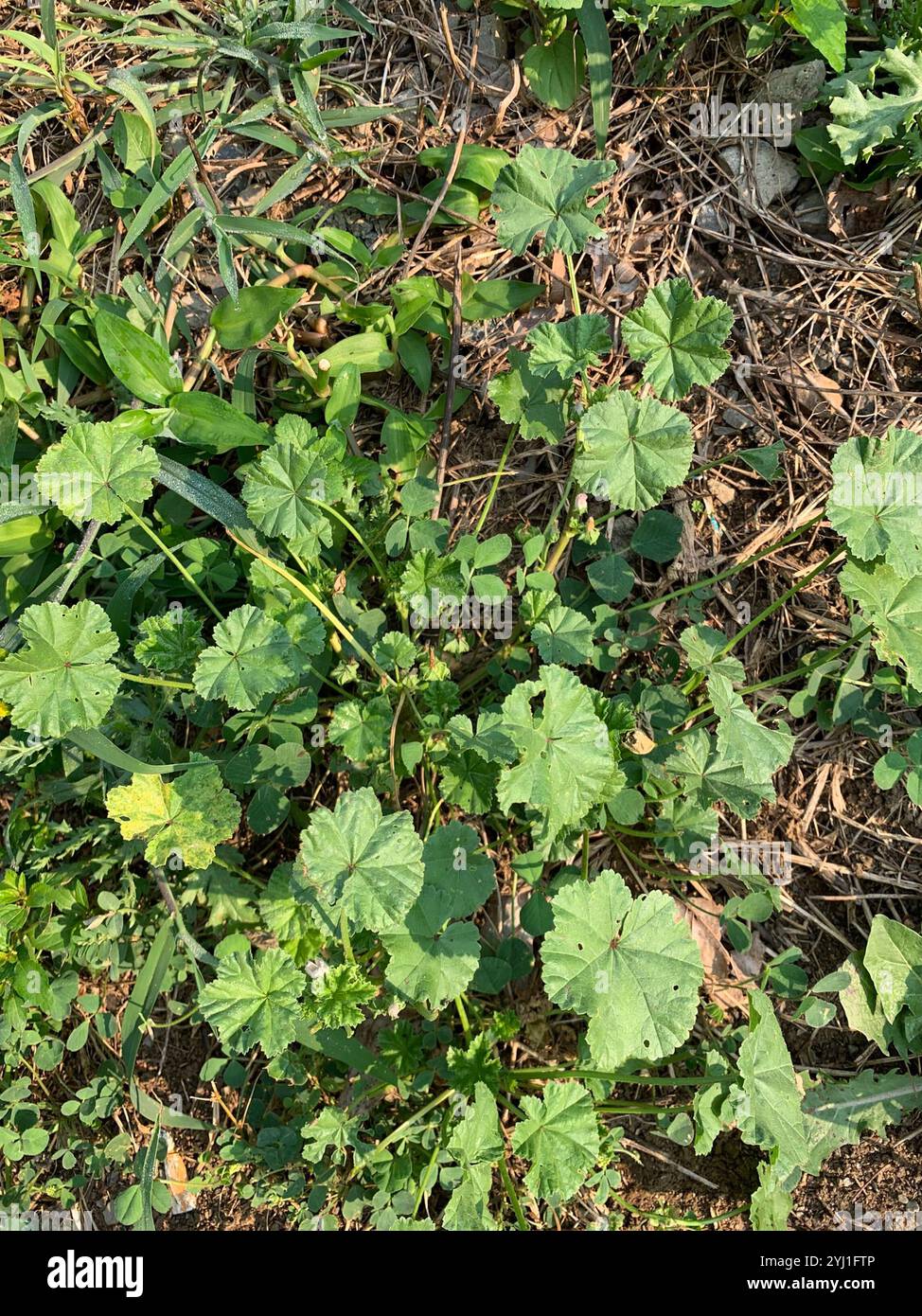 dwarf mallow (Malva neglecta Stock Photo - Alamy
