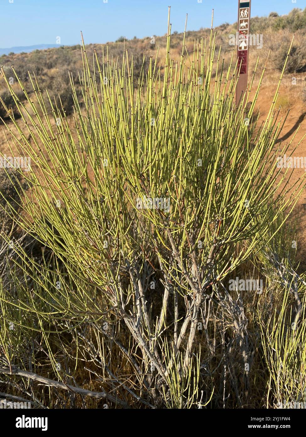Green Ephedra (Ephedra viridis Stock Photo - Alamy
