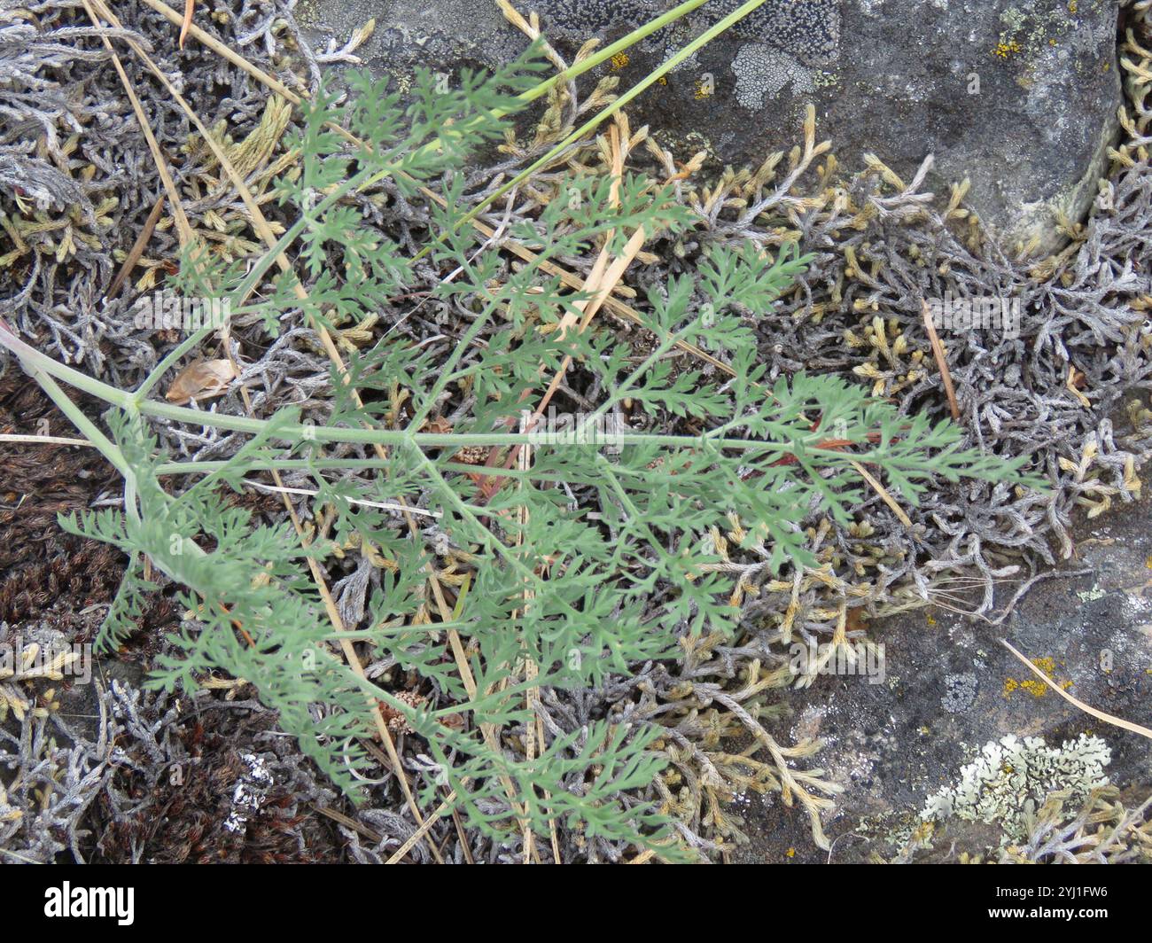Bigseed hi-res stock photography and images - Alamy