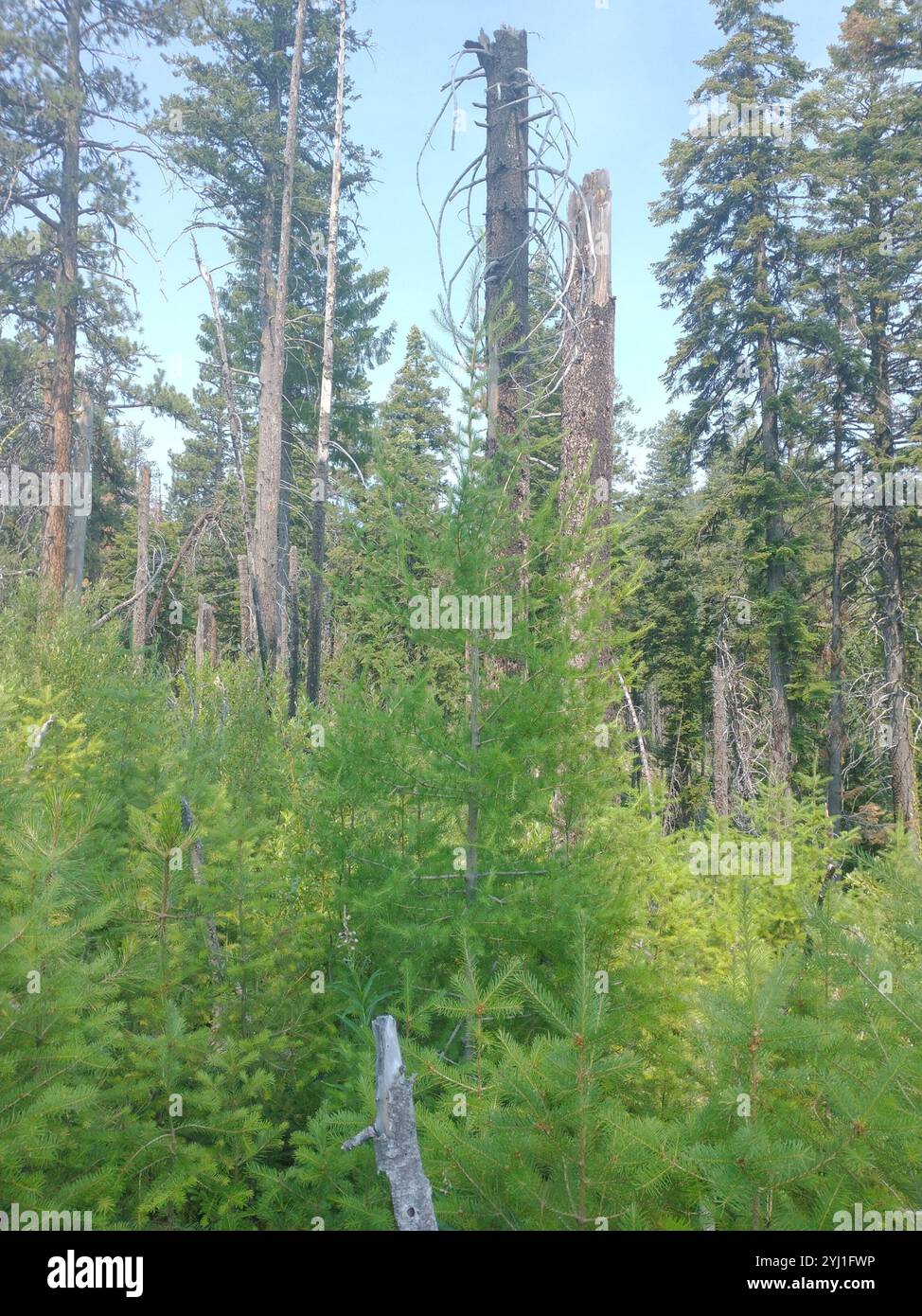 western larch (Larix occidentalis Stock Photo - Alamy