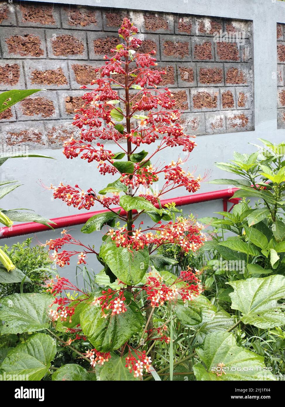 Clerodendrum paniculatum pagoda flower hi-res stock photography and ...