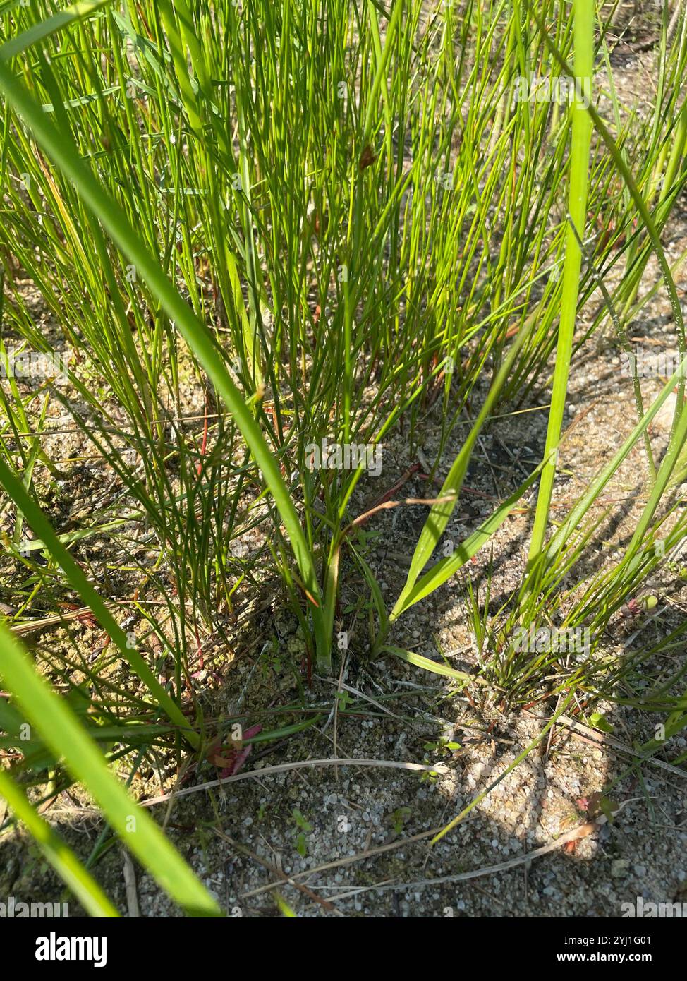 three-square bulrush (Schoenoplectus pungens Stock Photo - Alamy