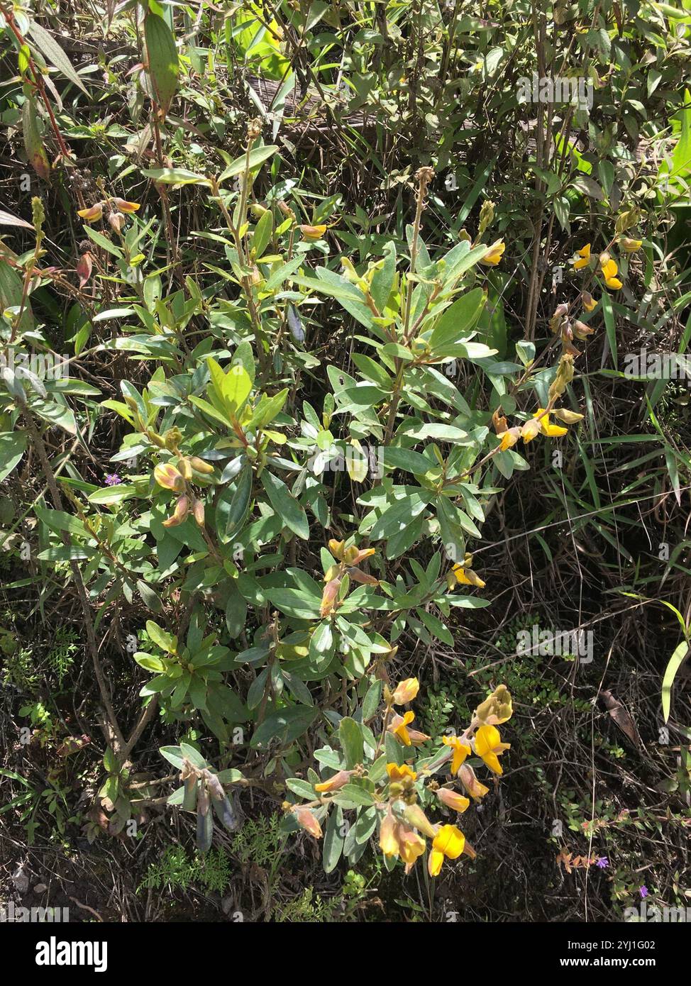 Crotalaria pallida hi-res stock photography and images - Alamy
