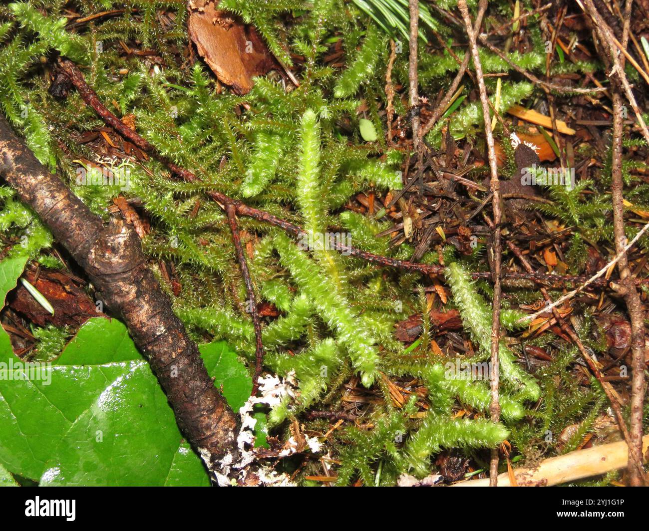 Pipecleaner Moss (Rhytidiopsis robusta Stock Photo - Alamy