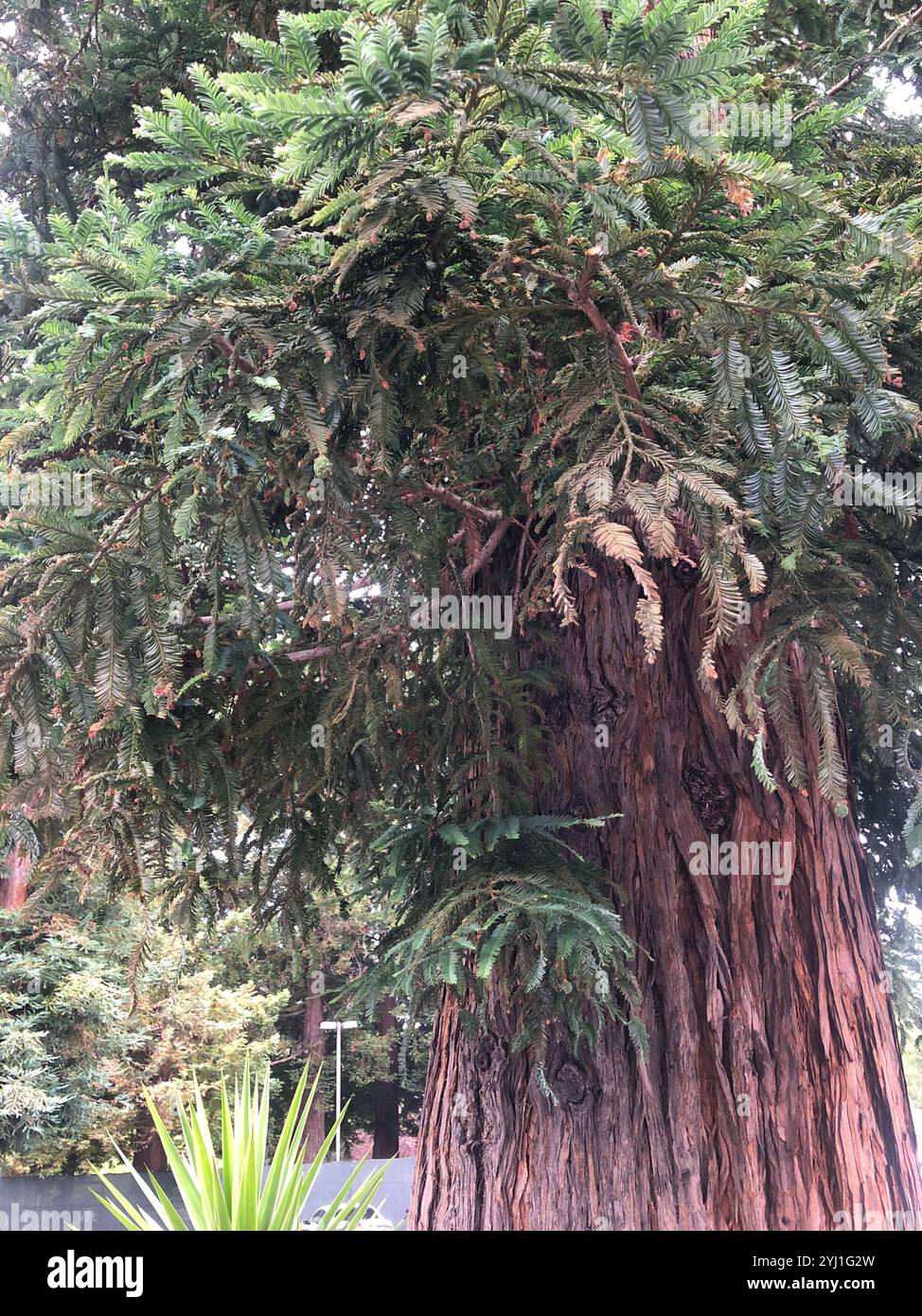 coast redwood (Sequoia sempervirens Stock Photo - Alamy