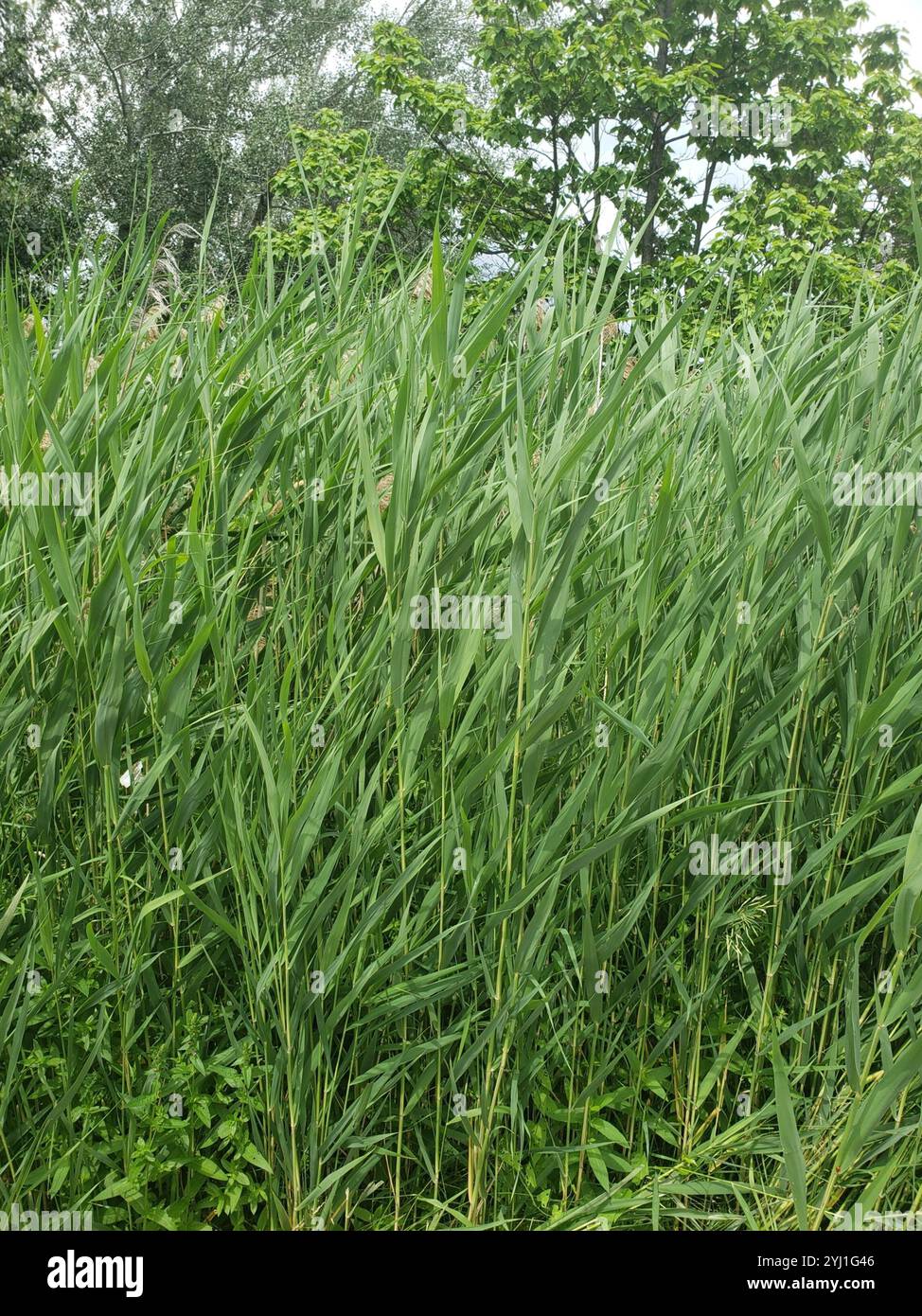 common reed (Phragmites australis Stock Photo - Alamy