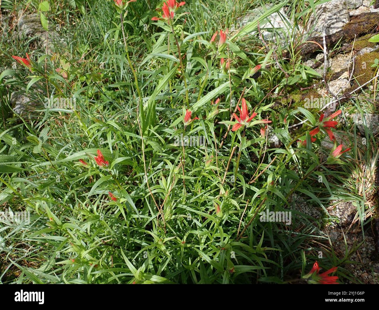 giant red Indian paintbrush (Castilleja miniata Stock Photo - Alamy