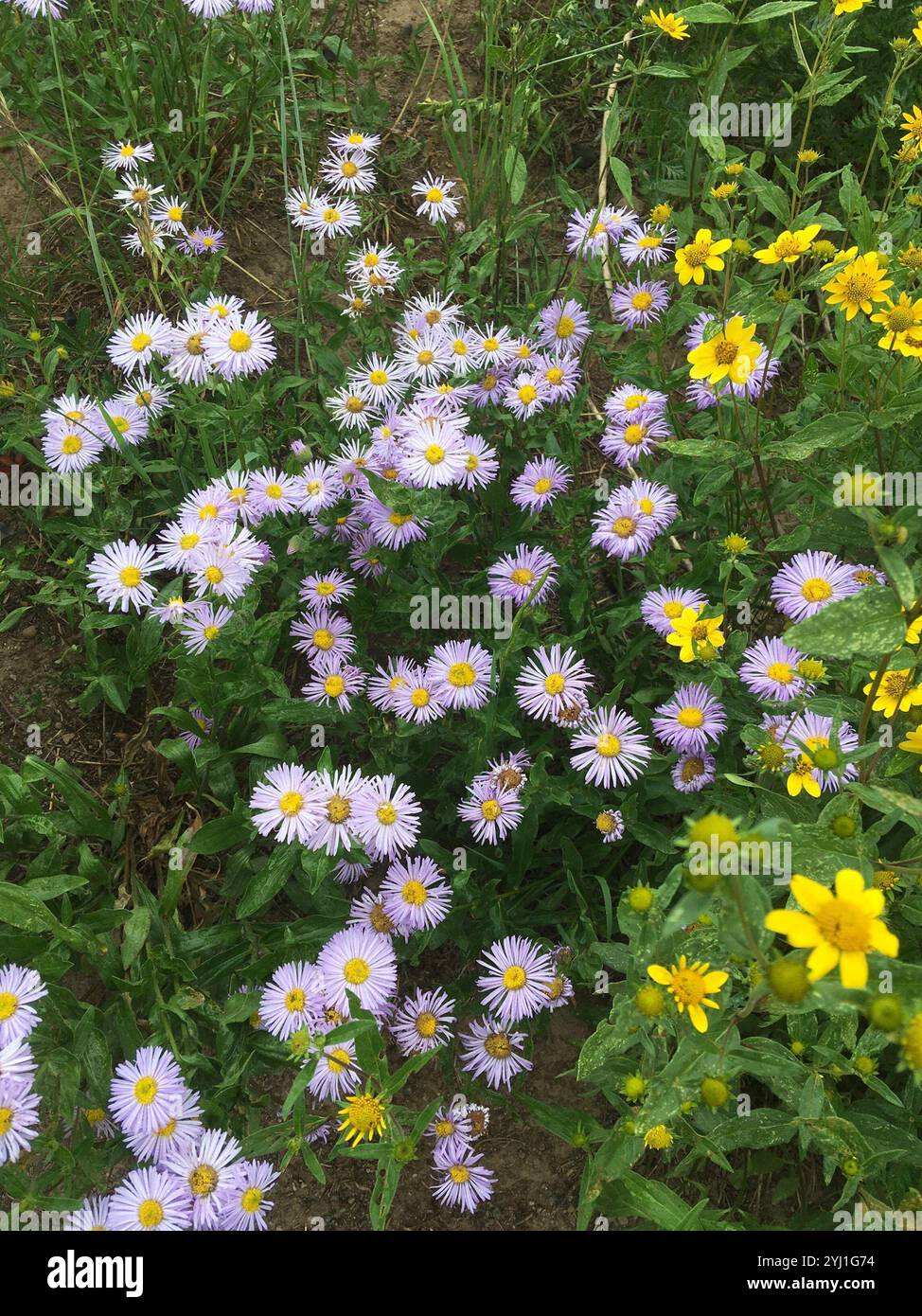 aspen fleabane (Erigeron speciosus Stock Photo - Alamy