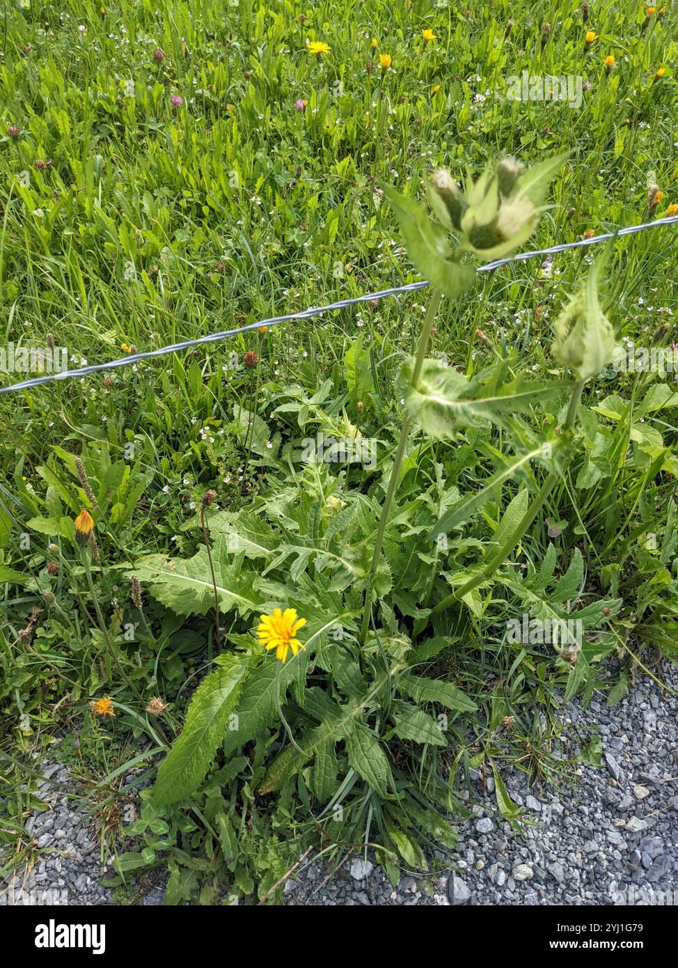 Cabbage Thistle (Cirsium oleraceum Stock Photo - Alamy