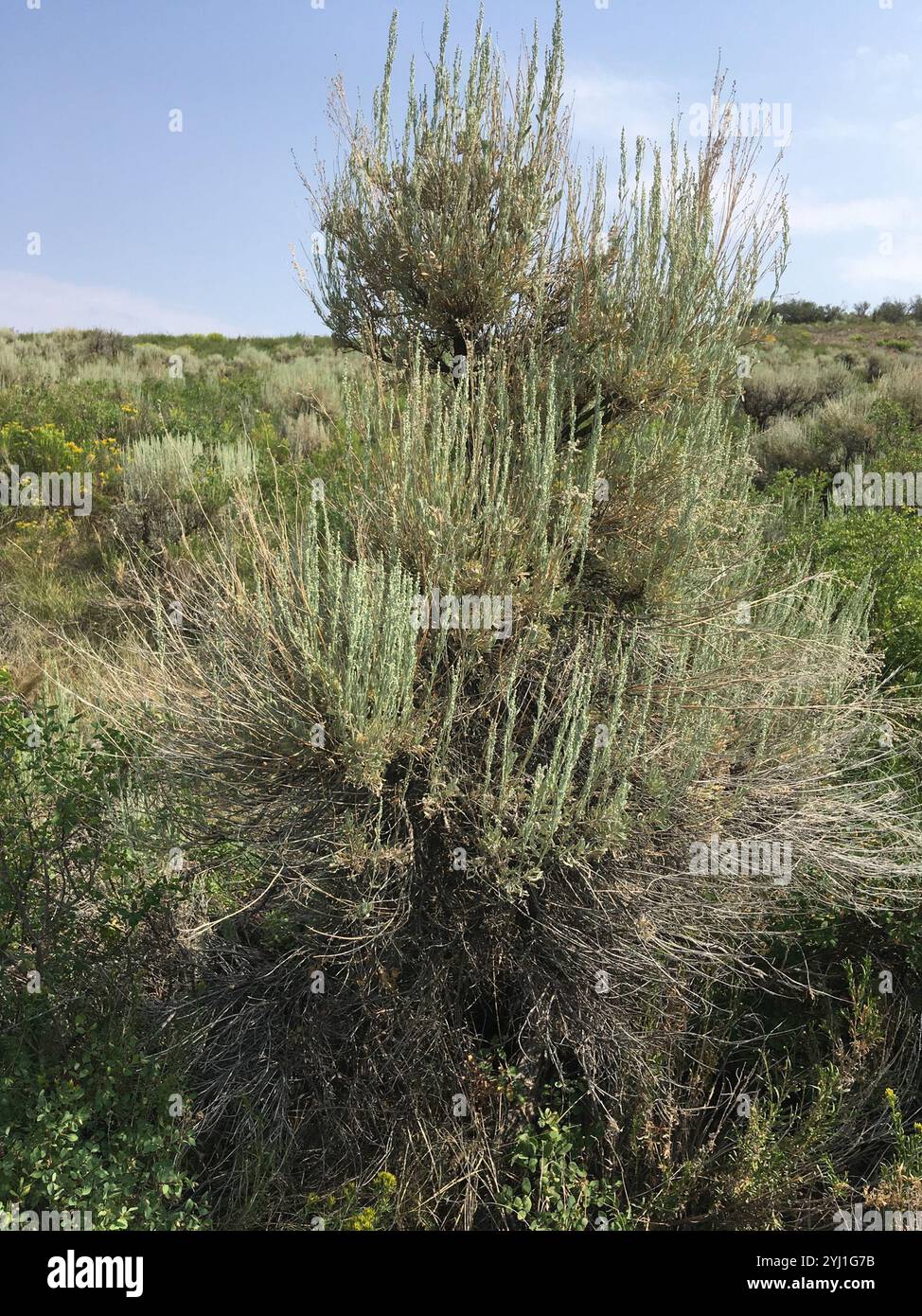 Big Sagebrush (Artemisia tridentata Stock Photo - Alamy
