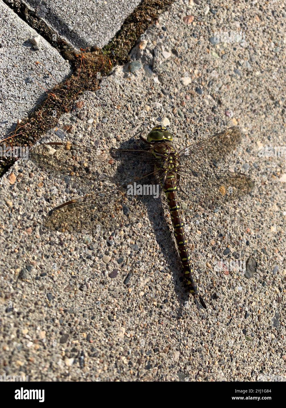 Typical darners hi-res stock photography and images - Alamy