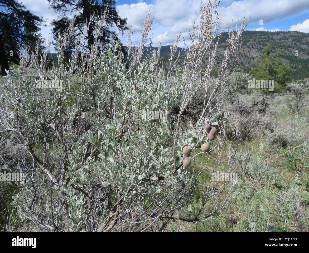Big Sagebrush (Artemisia tridentata Stock Photo - Alamy