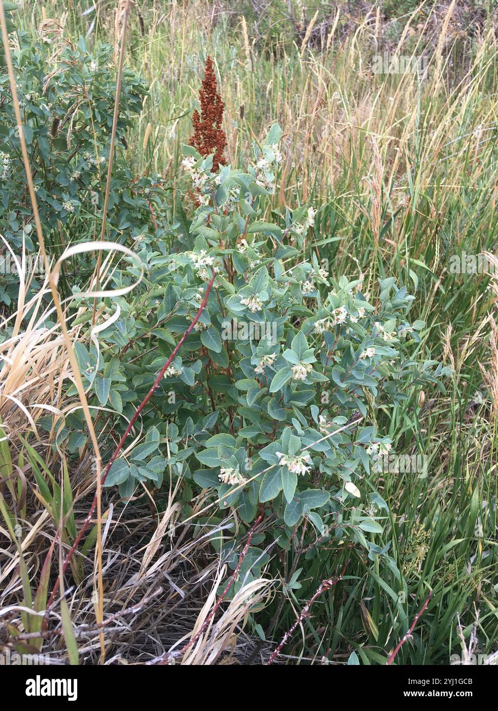 Roundleaf snowberry hi-res stock photography and images - Alamy