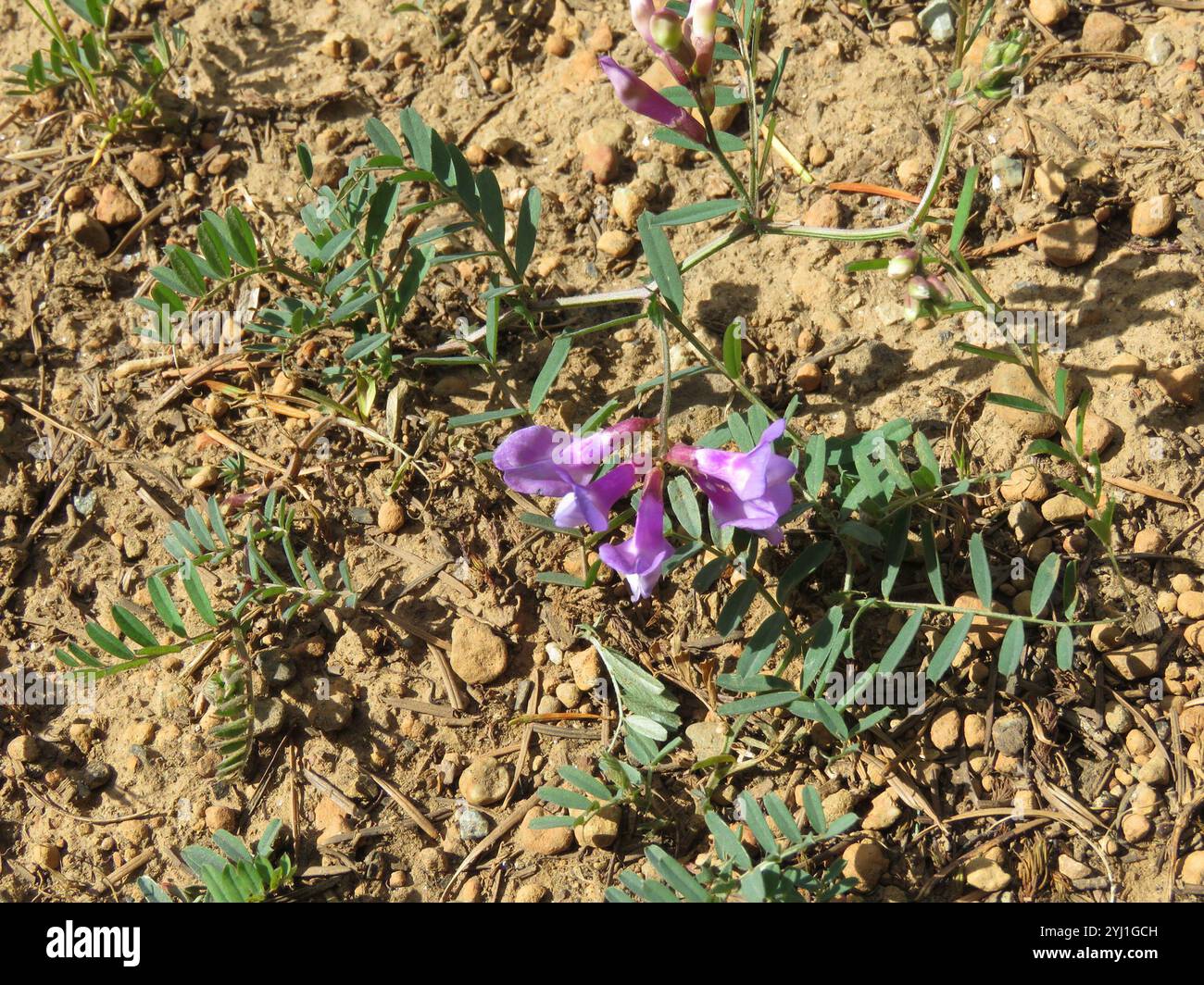 American vetch (Vicia americana Stock Photo - Alamy