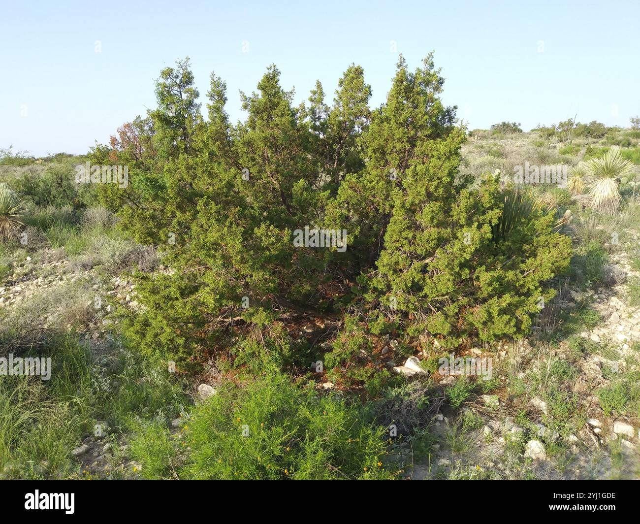 Juniperus pinchotii hi-res stock photography and images - Alamy