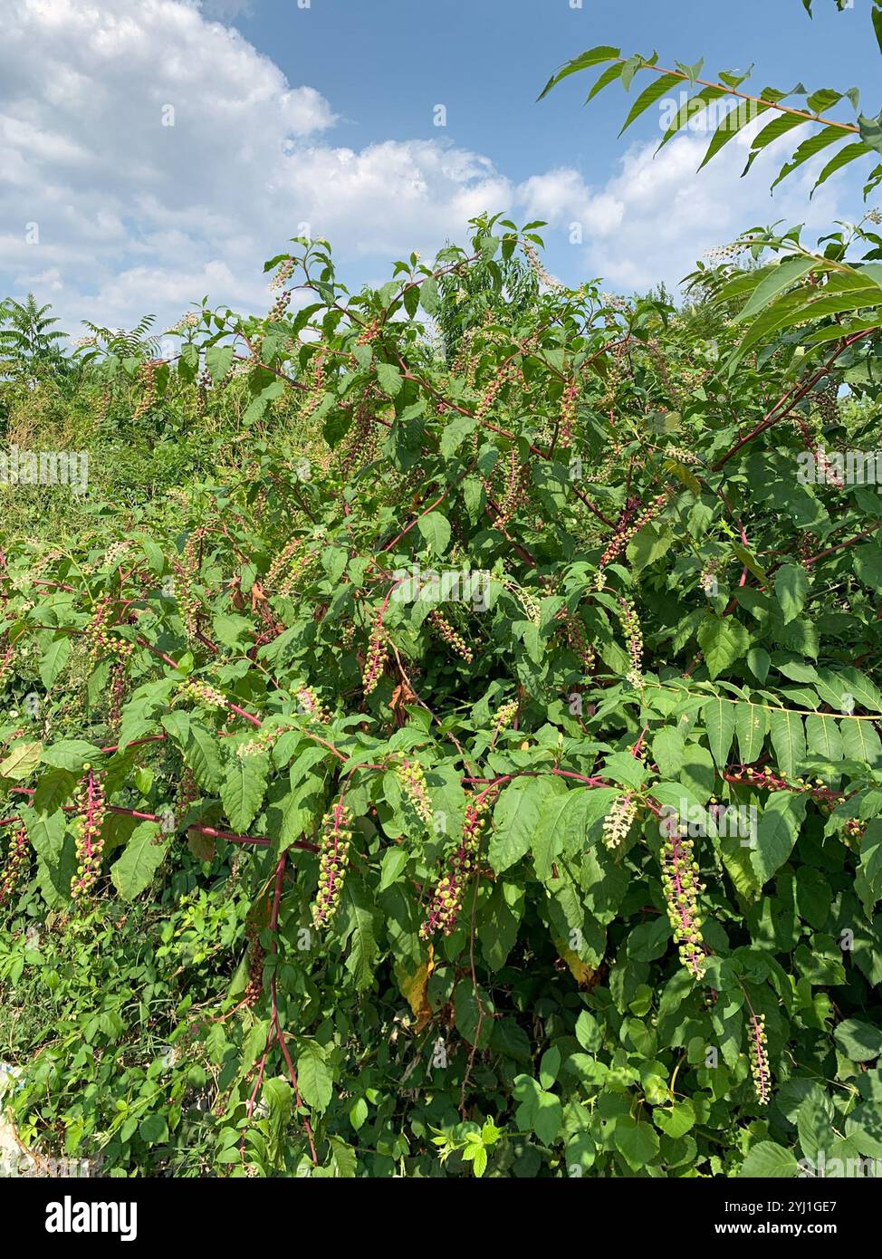 American pokeweed (Phytolacca americana Stock Photo - Alamy