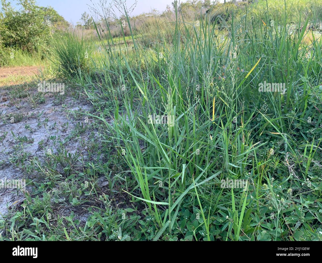 Smooth Witchgrass (Panicum dichotomiflorum Stock Photo - Alamy
