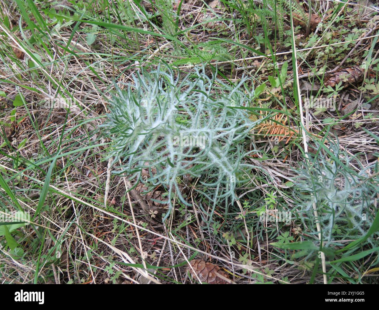 Scarlet Gilia (Ipomopsis aggregata Stock Photo - Alamy