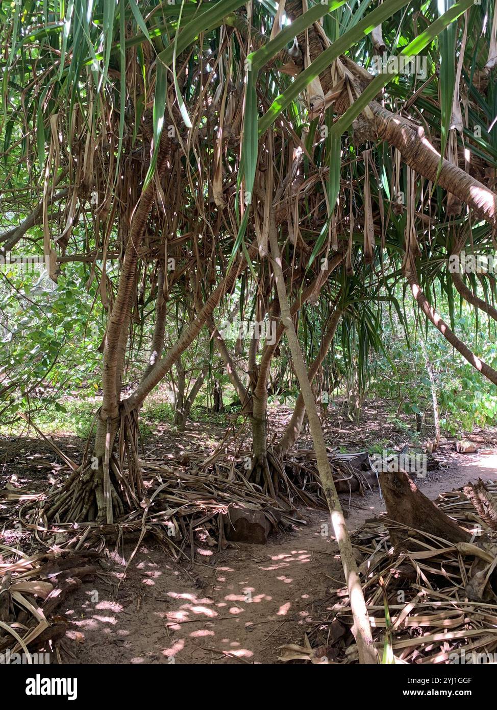 Thatch screwpine hi-res stock photography and images - Alamy