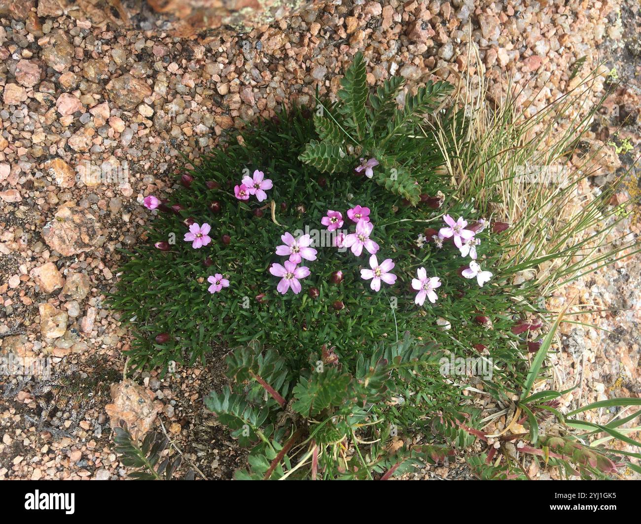Moss Campion (Silene acaulis Stock Photo - Alamy
