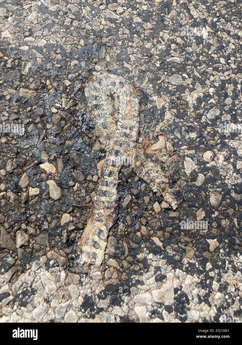 Long-nosed Snake (Rhinocheilus lecontei Stock Photo - Alamy