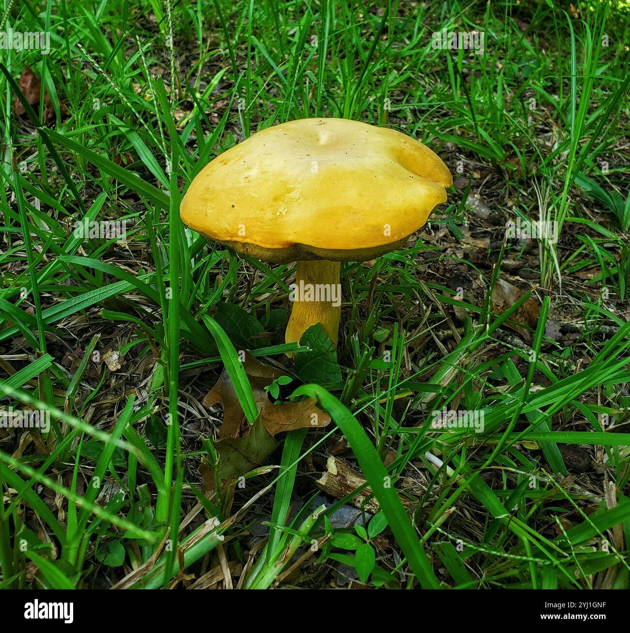Ornate-stalked bolete (Retiboletus ornatipes Stock Photo - Alamy