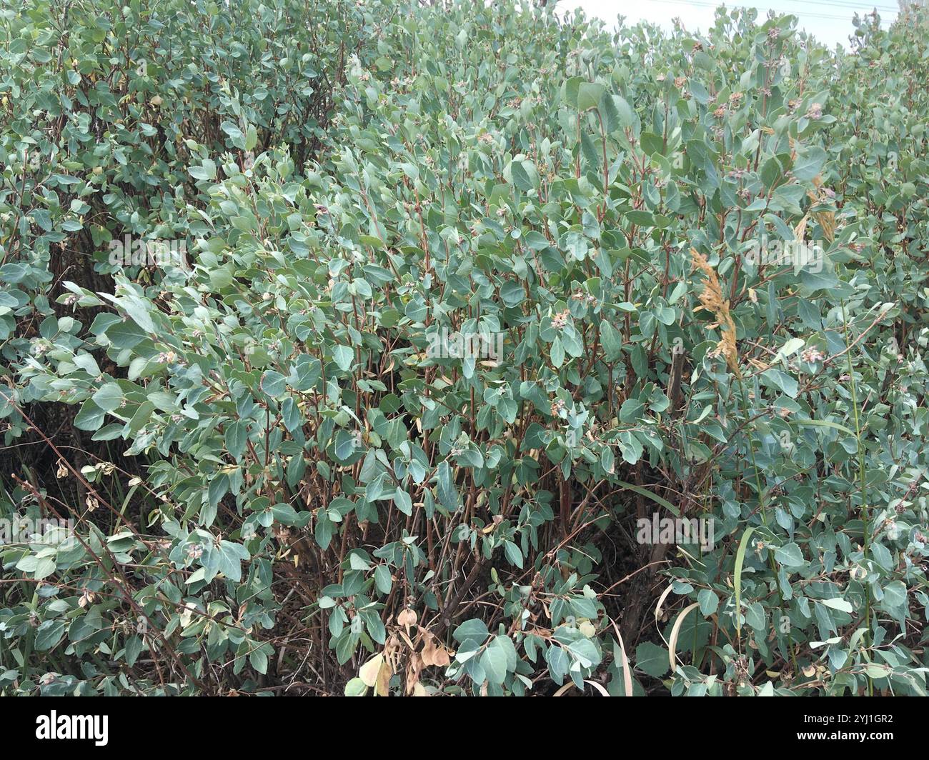 Roundleaf snowberry hi-res stock photography and images - Alamy