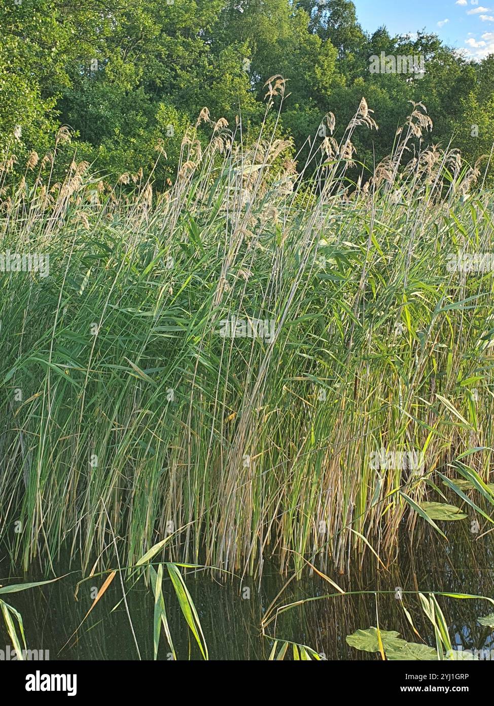 common reed (Phragmites australis Stock Photo - Alamy