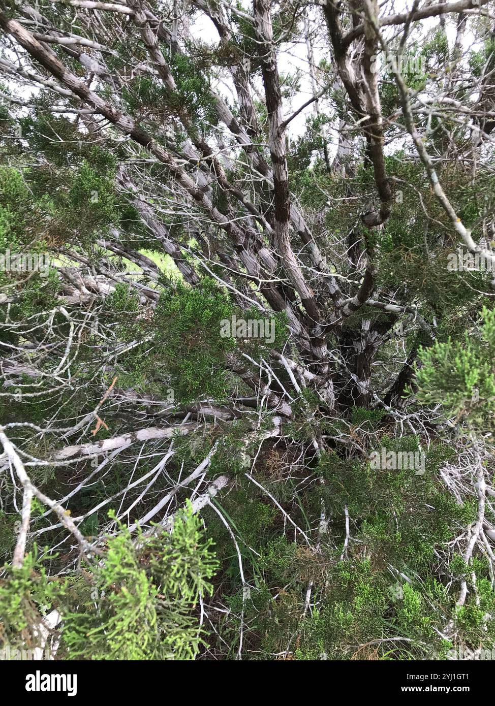Ashe juniper (Juniperus ashei Stock Photo - Alamy