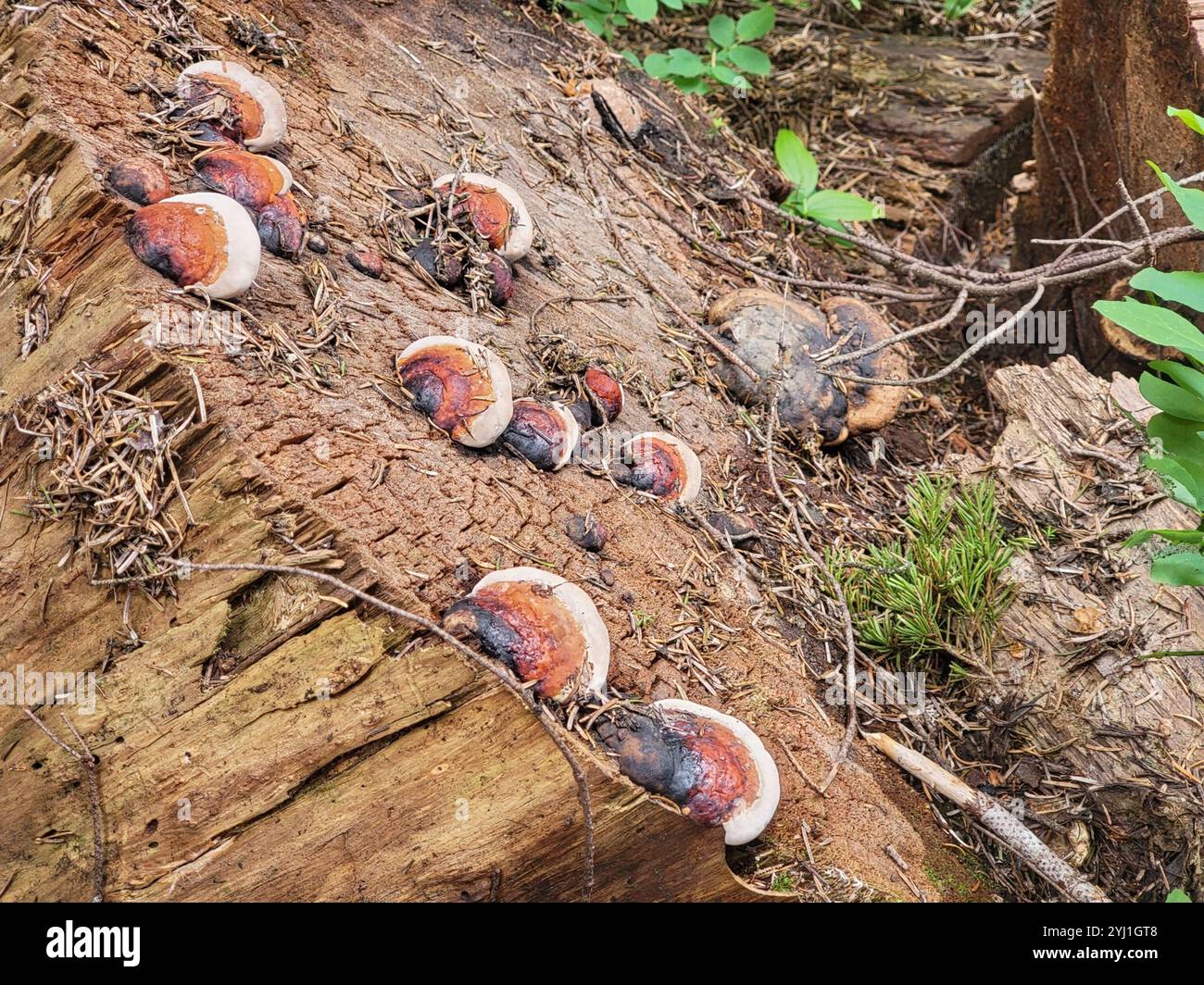 Northern Red Belt (Fomitopsis mounceae Stock Photo - Alamy