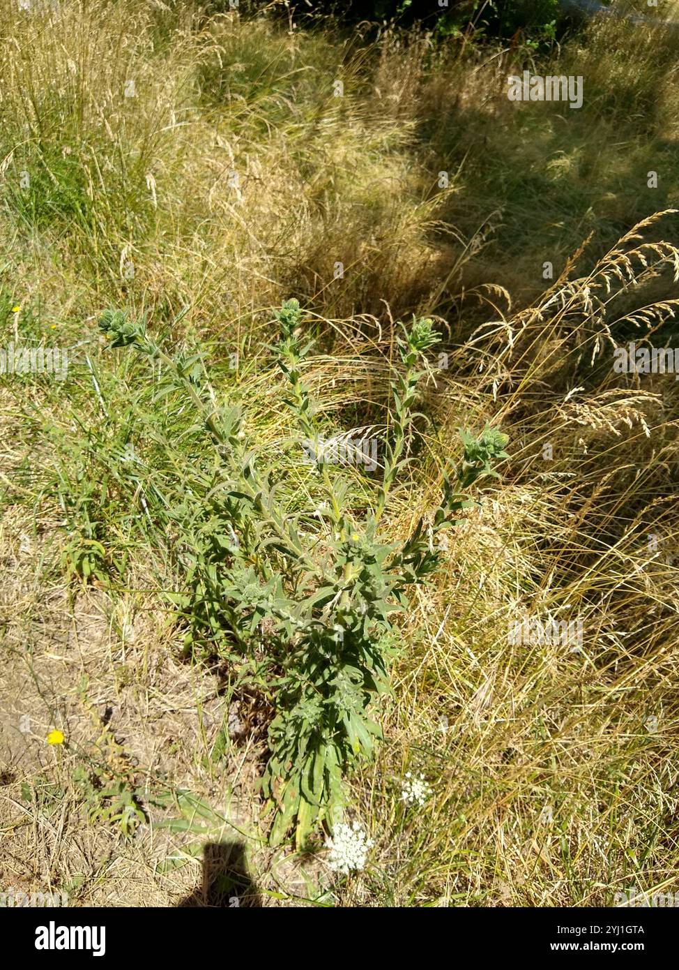 Madia sativa hi-res stock photography and images - Alamy