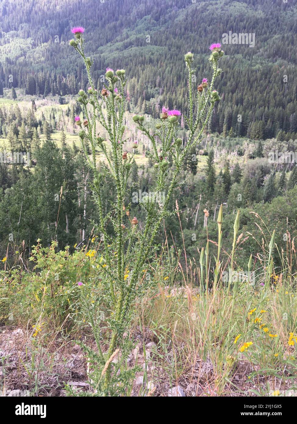 Broad winged thistle hi-res stock photography and images - Alamy