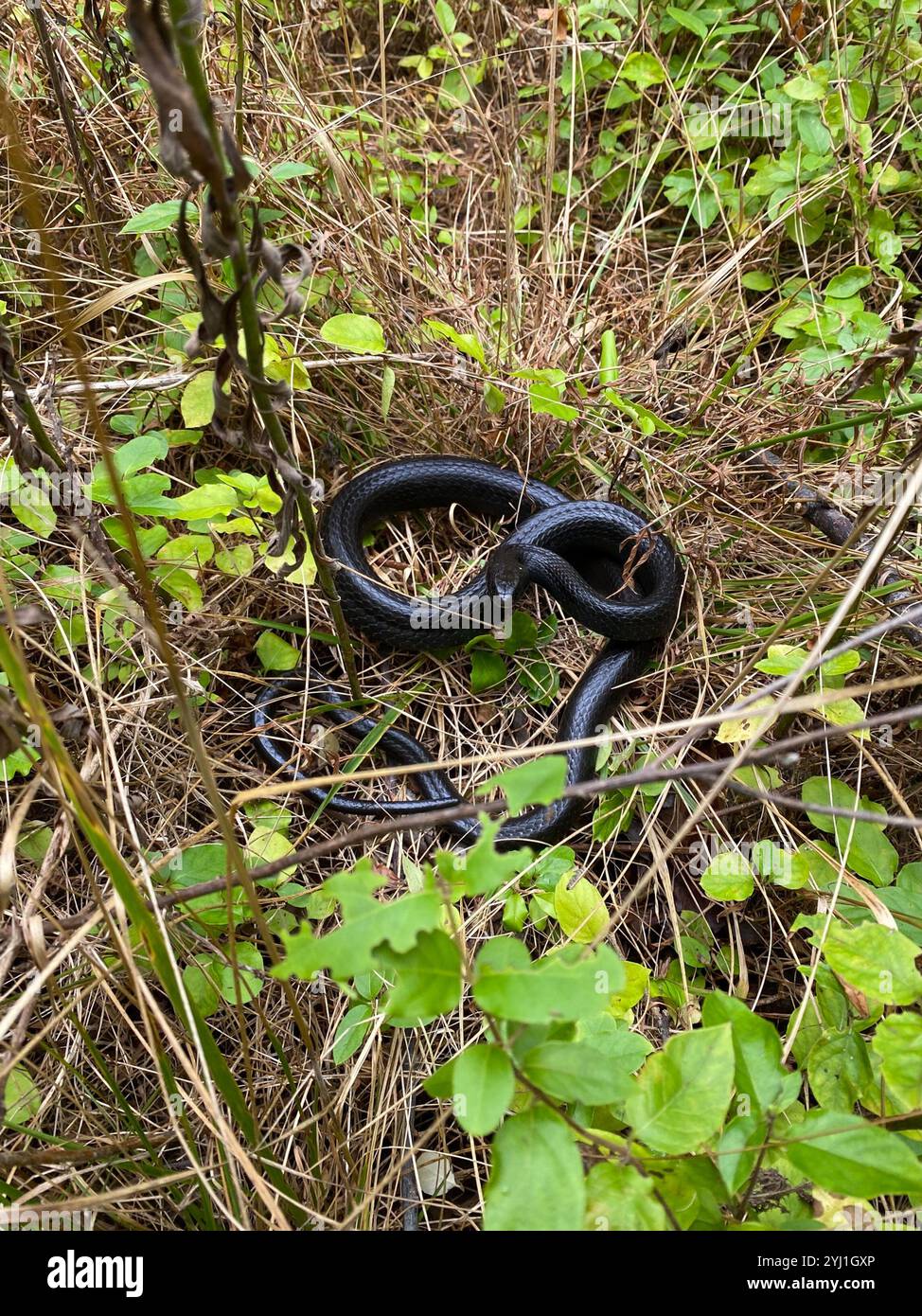 North American Racer (Coluber constrictor Stock Photo - Alamy