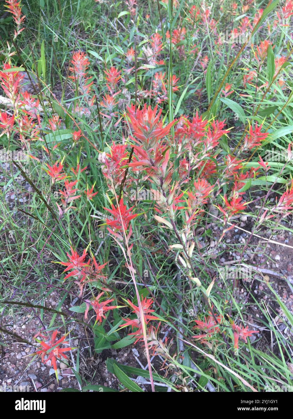 Castilleja linariifolia wyoming hi-res stock photography and images - Alamy