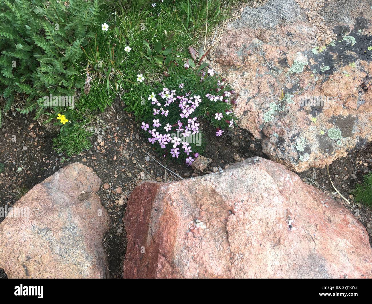 Moss Campion (Silene acaulis Stock Photo - Alamy