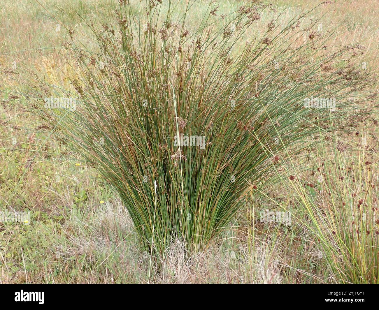 Hard Rush (Juncus inflexus Stock Photo - Alamy