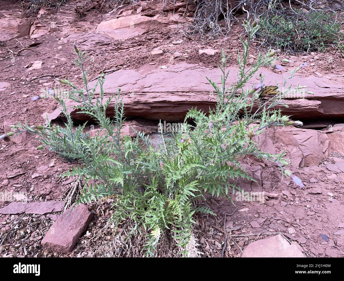 Arizona thistle (Cirsium arizonicum Stock Photo - Alamy