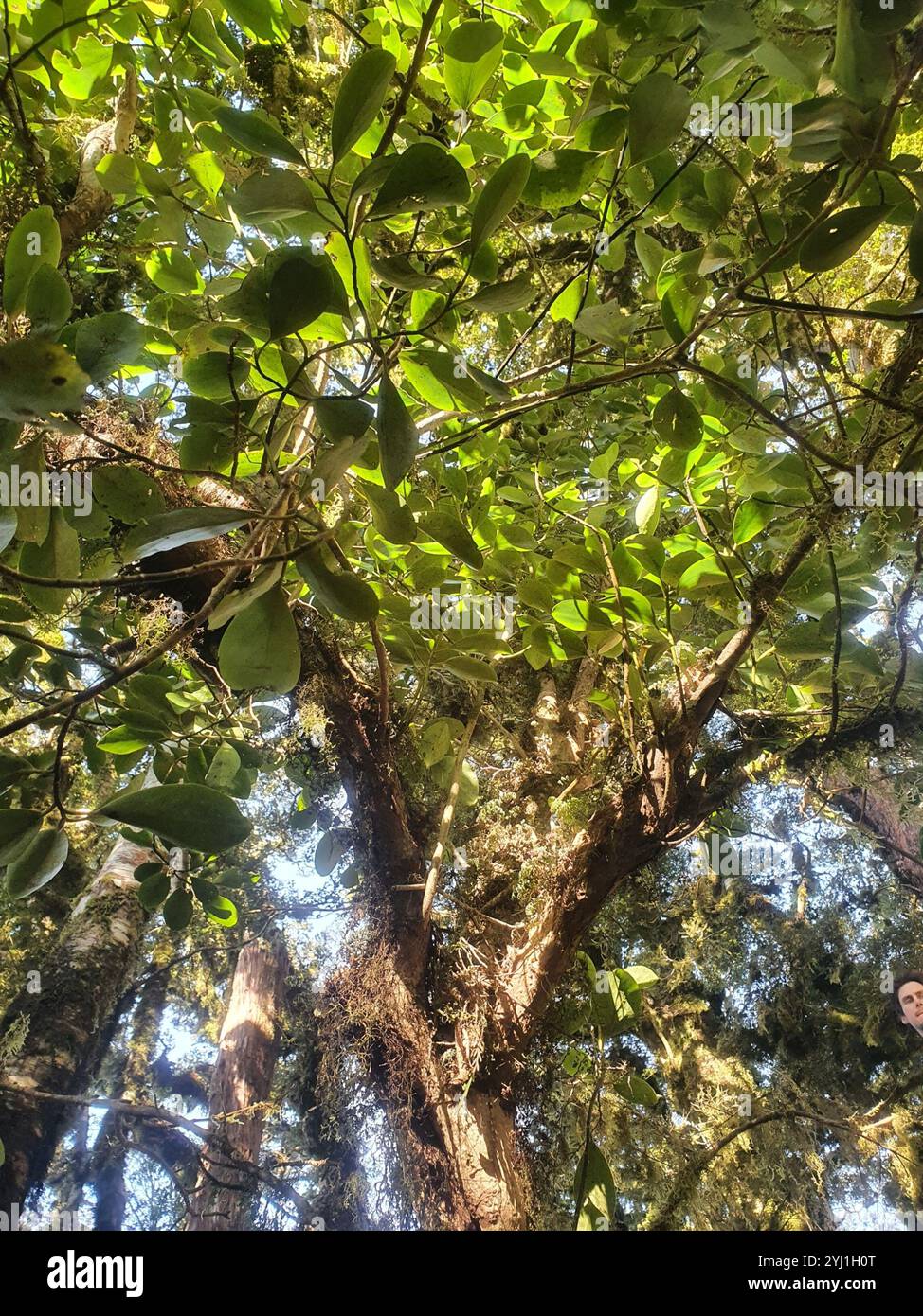 New Zealand Broadleaf (Griselinia littoralis Stock Photo - Alamy