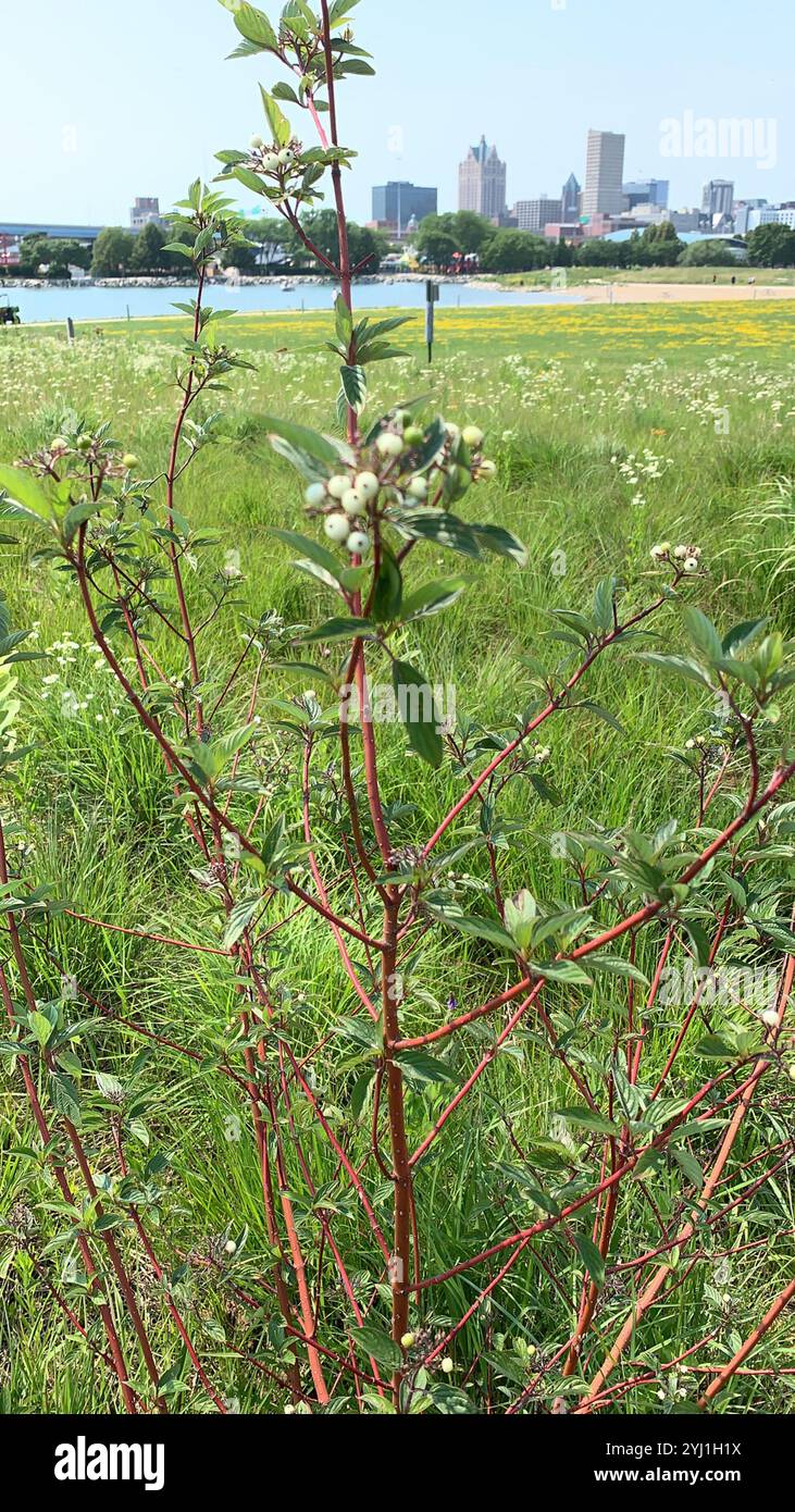 red osier dogwood (Cornus sericea Stock Photo - Alamy