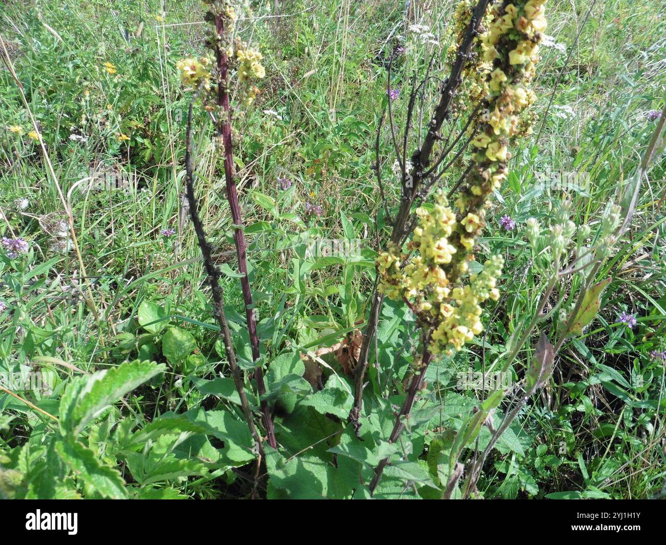 Dark Mullein (Verbascum nigrum Stock Photo - Alamy