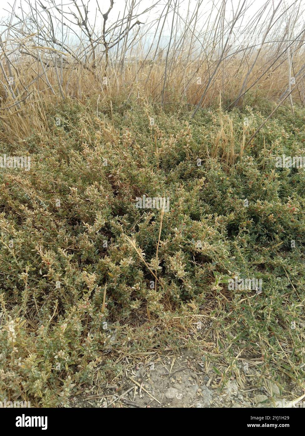 berry saltbush (Atriplex semibaccata Stock Photo - Alamy