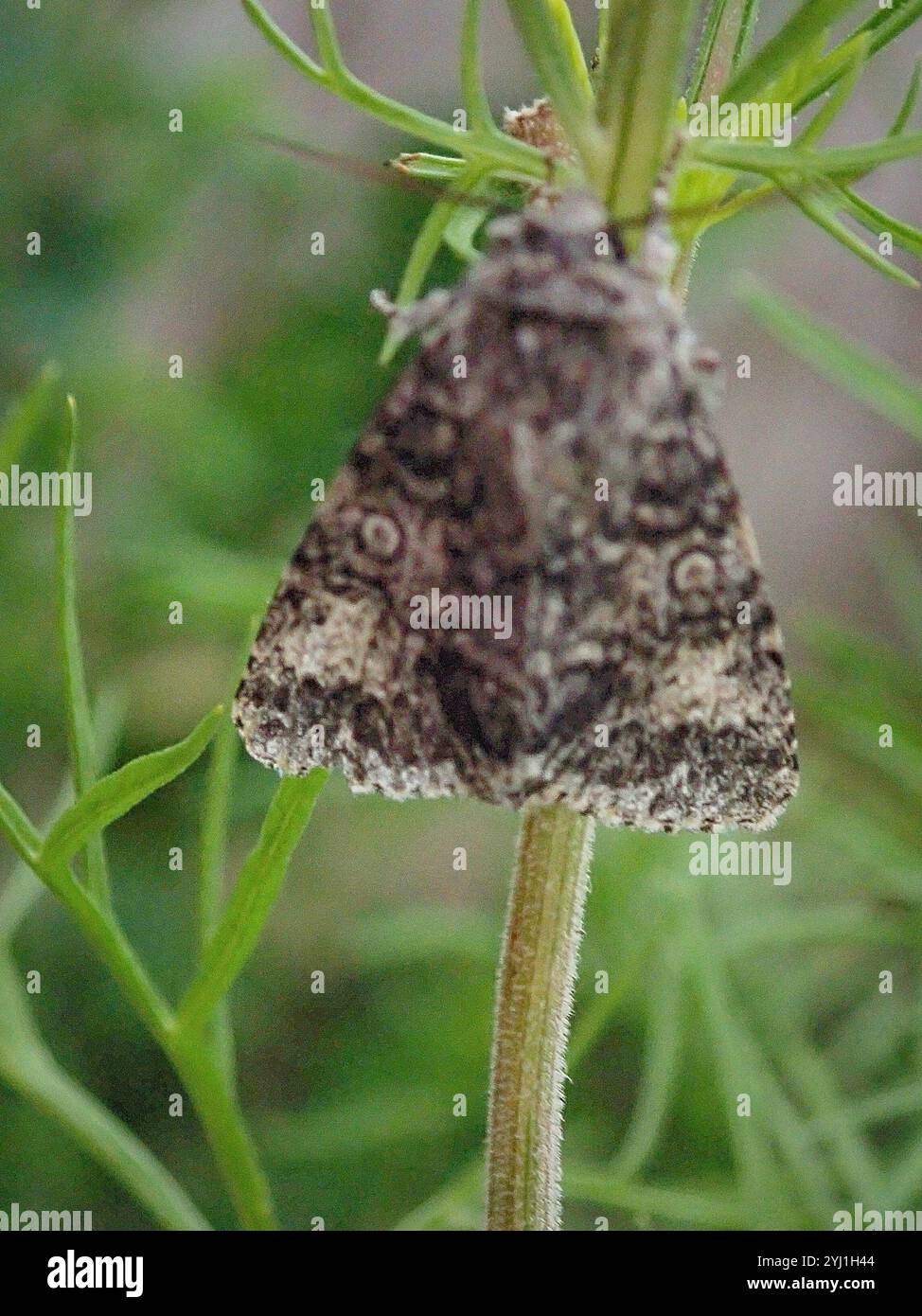 Poplar Grey (Acronicta megacephala Stock Photo - Alamy