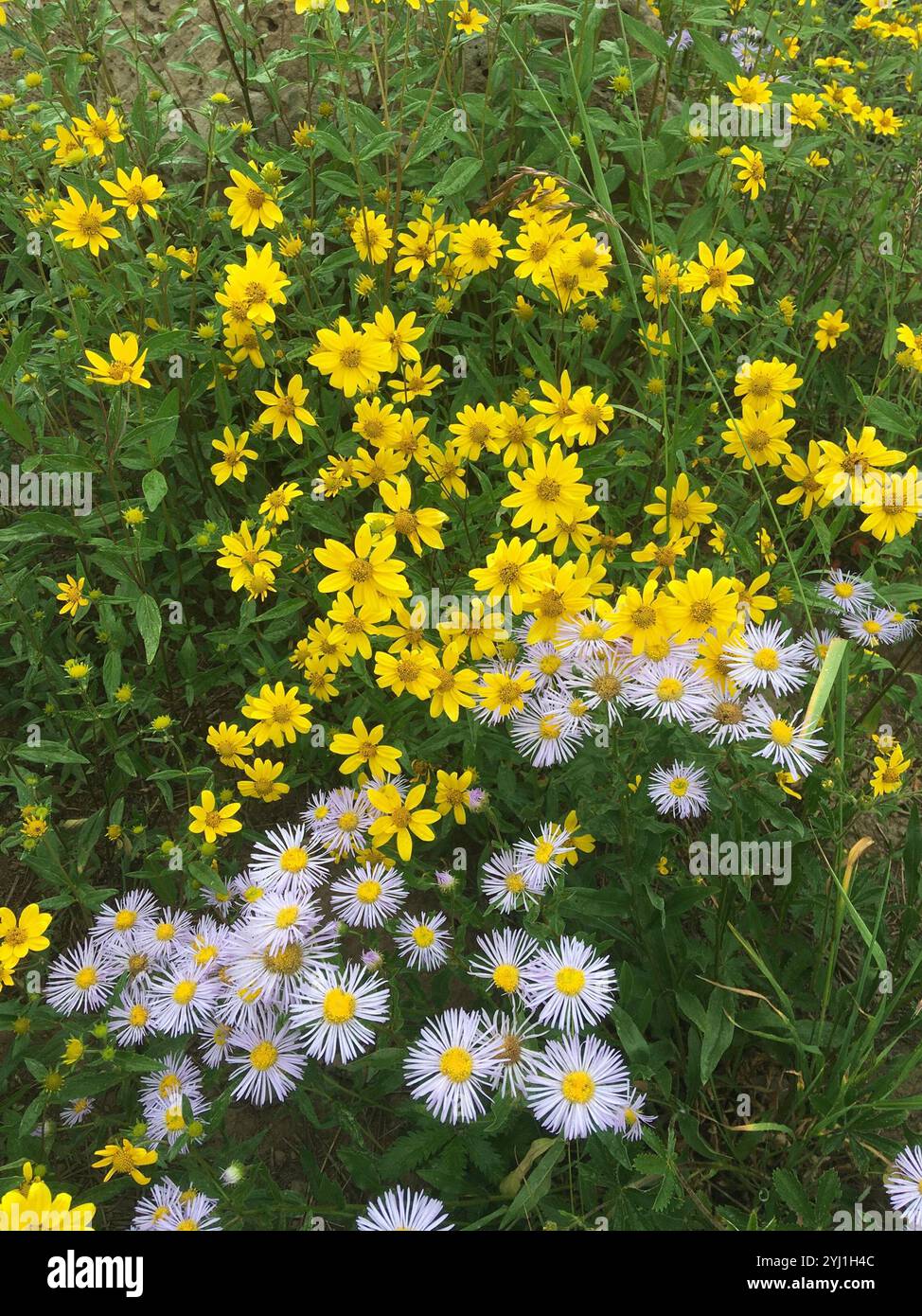 Showy goldeneye hi-res stock photography and images - Alamy