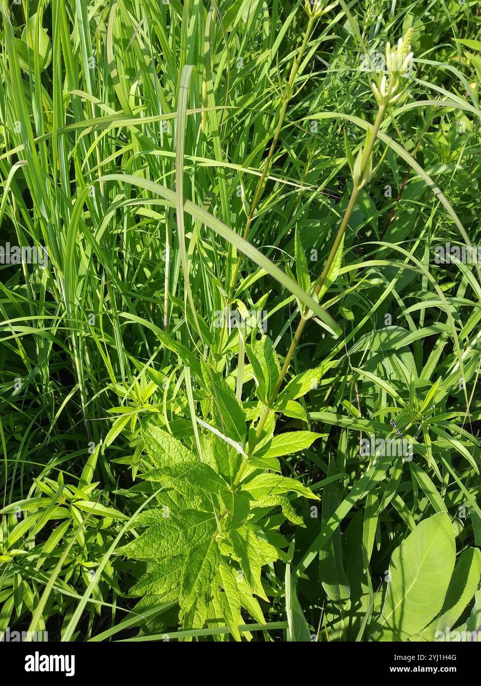 Culver's root (Veronicastrum virginicum Stock Photo - Alamy