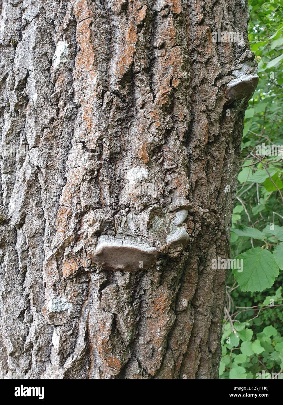 Aspen Bracket (Phellinus tremulae Stock Photo - Alamy