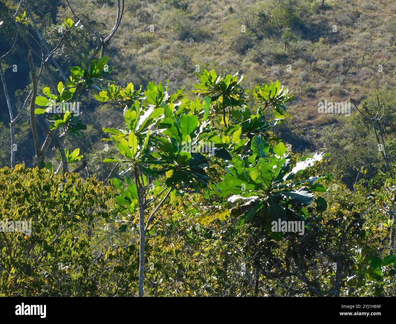 forest fever tree (Anthocleista grandiflora Stock Photo - Alamy forest fever tree (Anthocleista grandiflora Stock Photo - Alamy